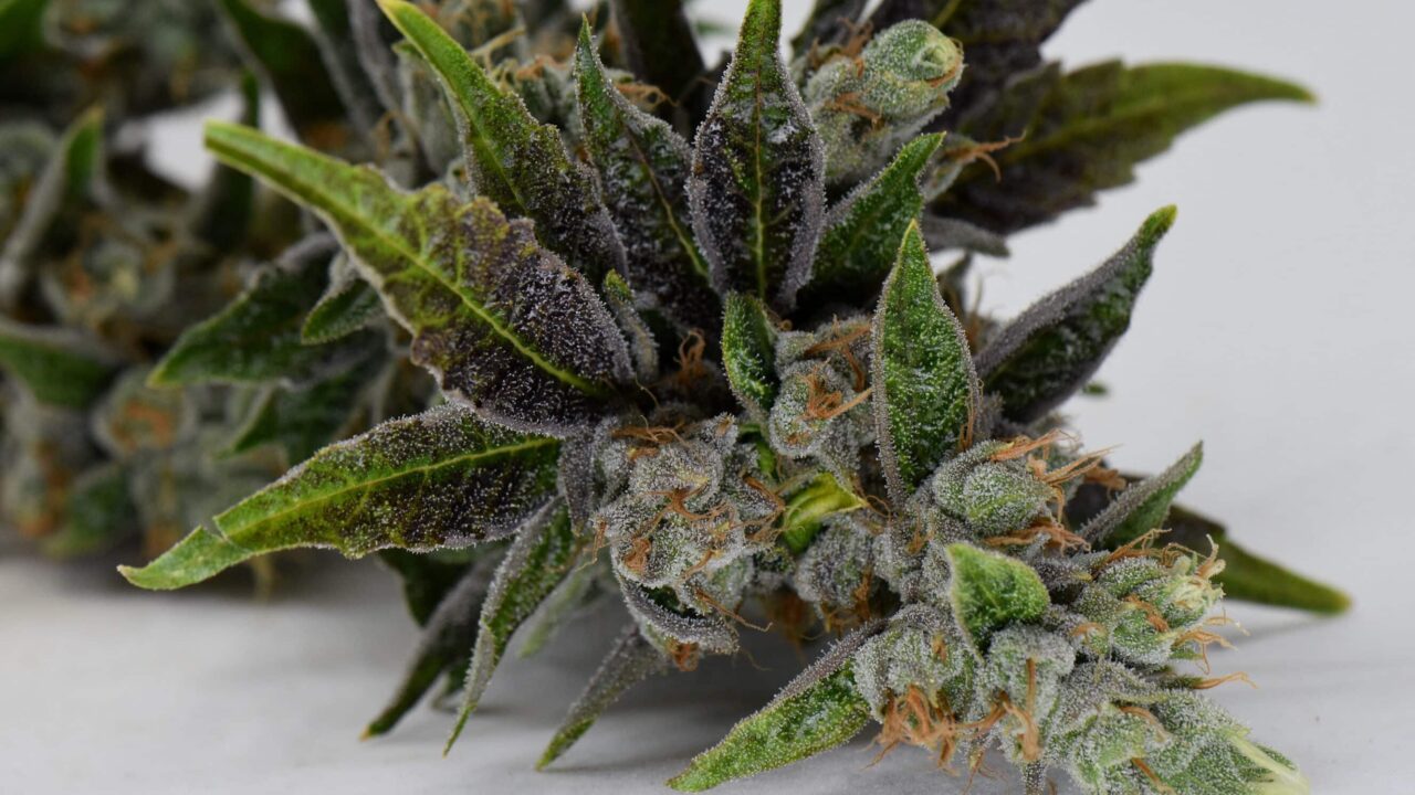 Prime Wellness of PA